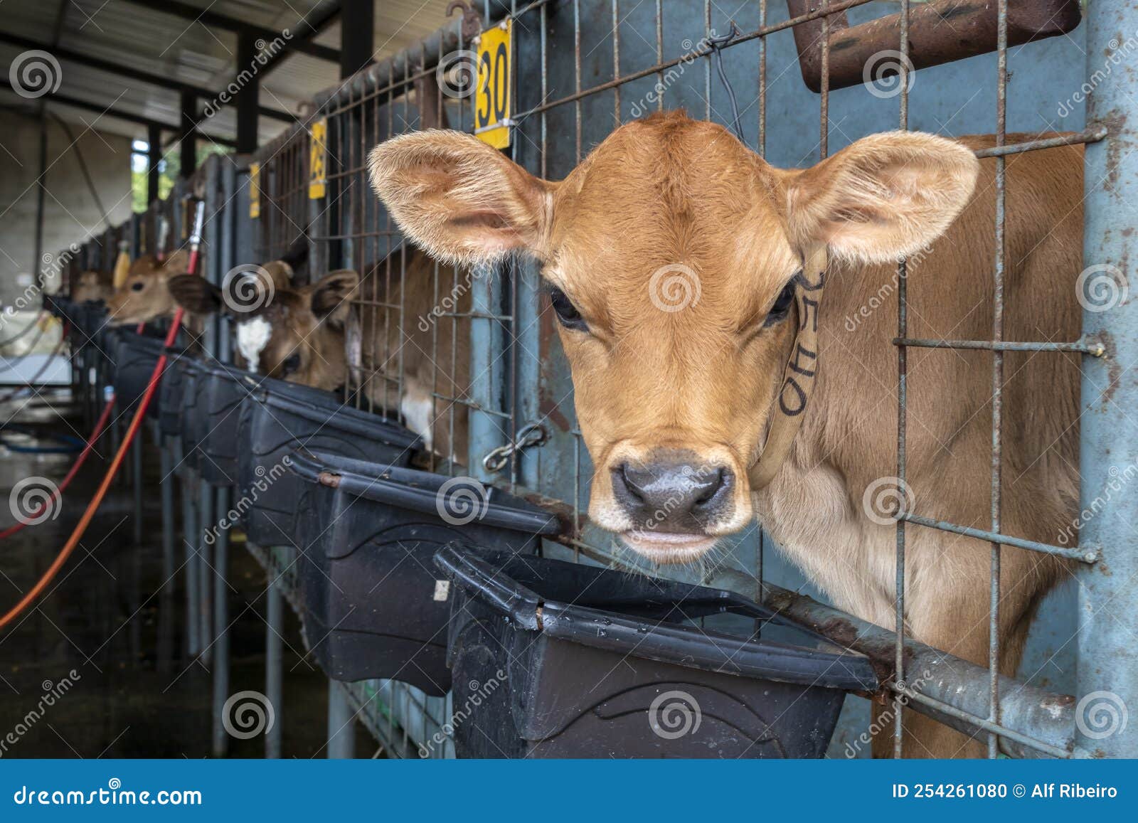 Small Jersey Dairy Heifer on a Dairy Farm Stock Photo - Image of cattle ...