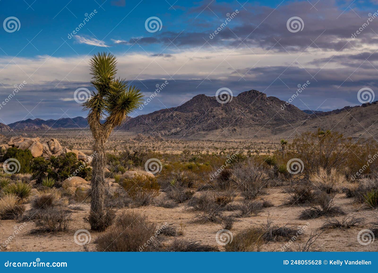 Small Joshua Tree in Front of Mount Minerva Hoyt in Joshua Tree Stock ...