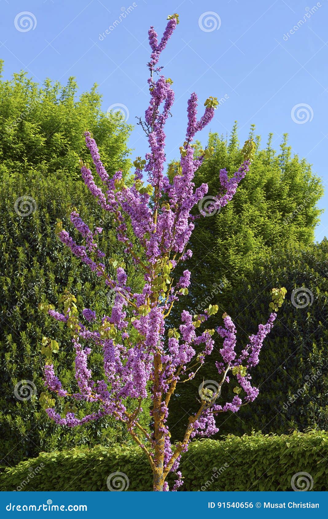 Judas Tree On The Grass Royalty-Free Stock Image | CartoonDealer.com ...