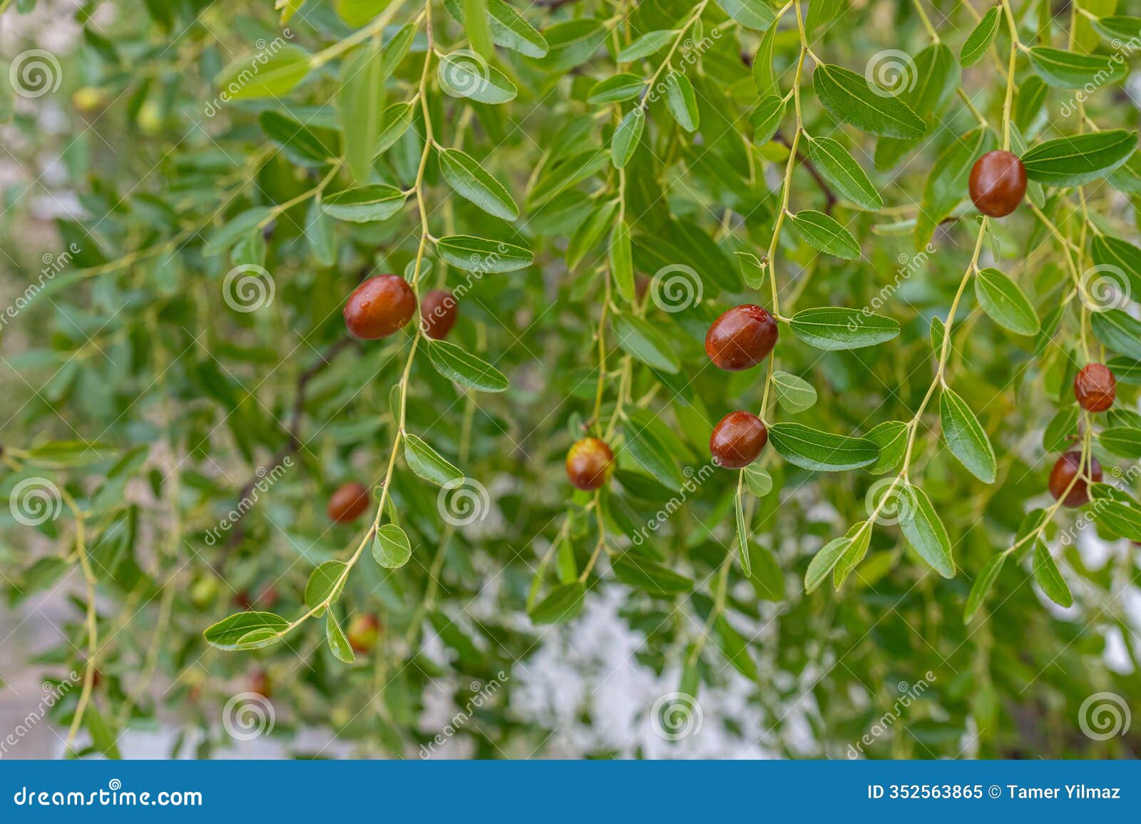 Bor Or Jujube Fruits On A Tree On A Background Of Green Leaves,green ...