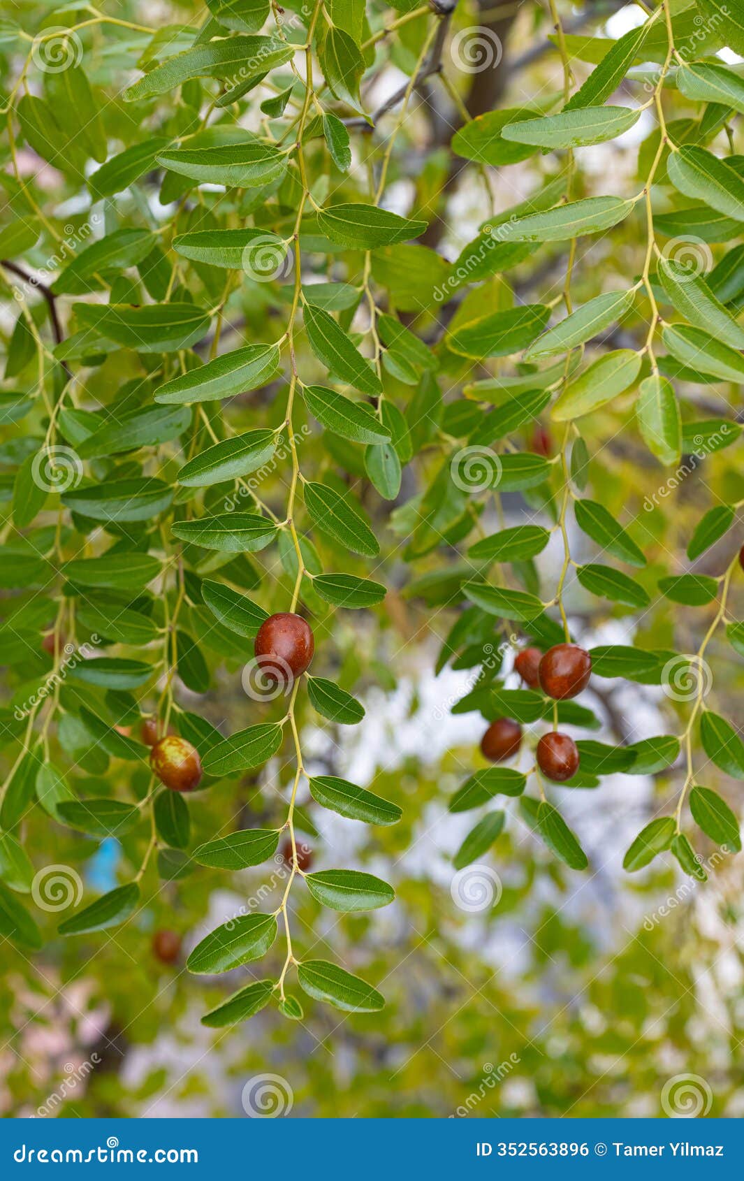 Small Jujube Fruits on the Tree Stock Photo - Image of healthy, garden ...