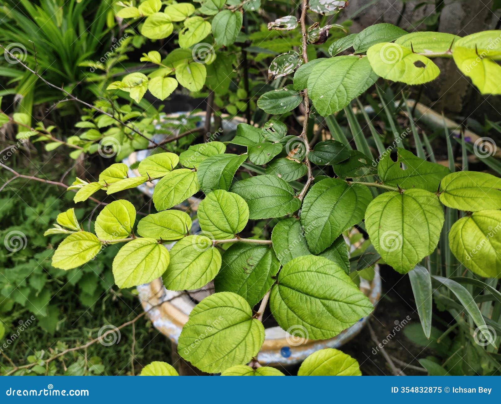 A Small Jujube Tree in a Cement Plant Pot Stock Image - Image of plant ...