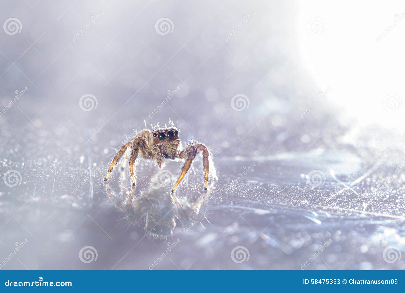 Small Jumping Spider stock image. Image of jumper, insect - 58475353
