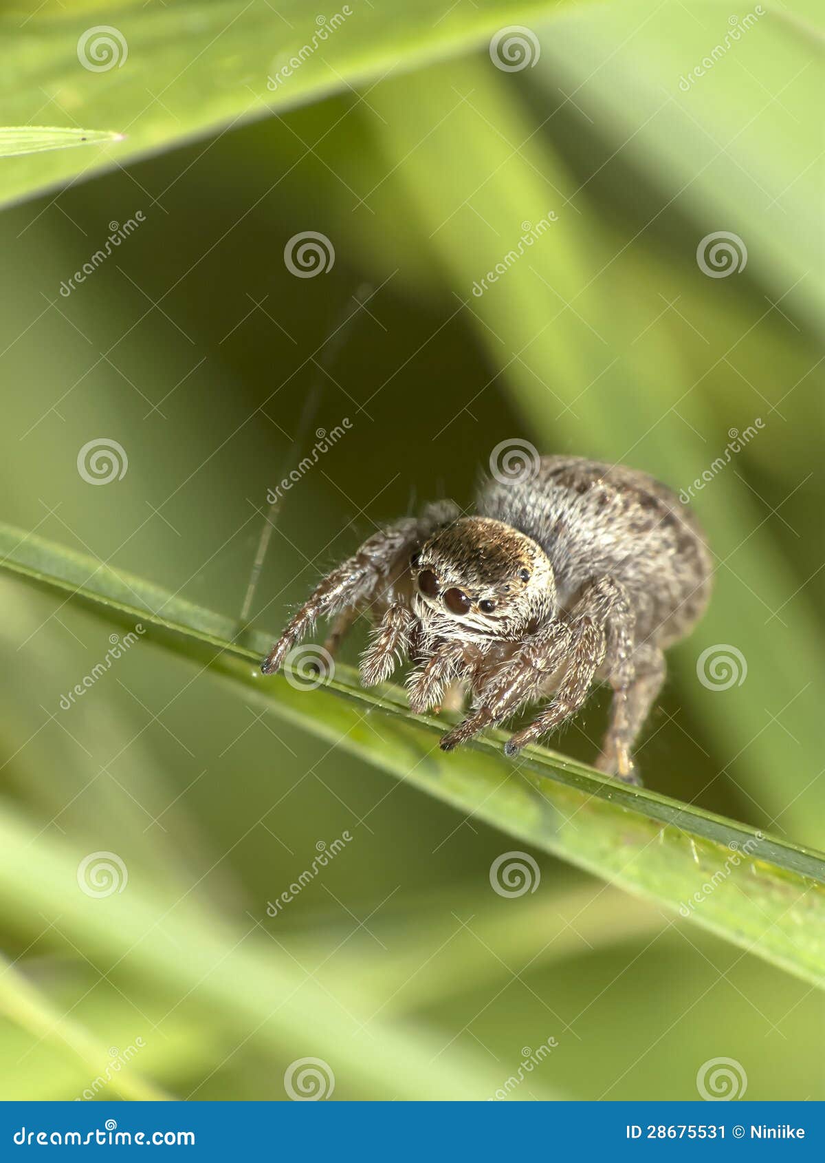 Small Jumping Spider Position Monitors Stock Image - Image of black ...