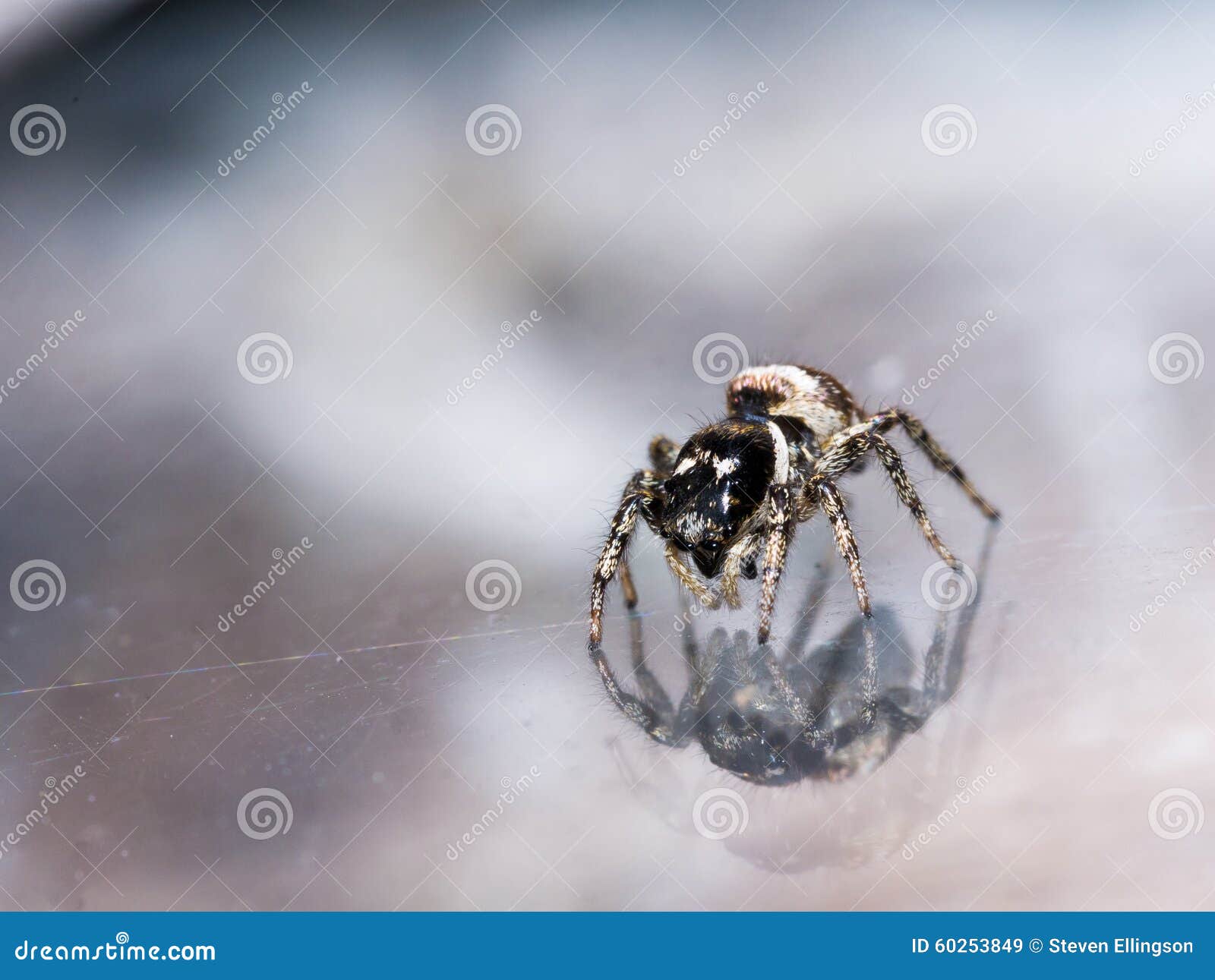 Small Jumping Spider Sees Reflection in Glass Stock Image - Image of ...
