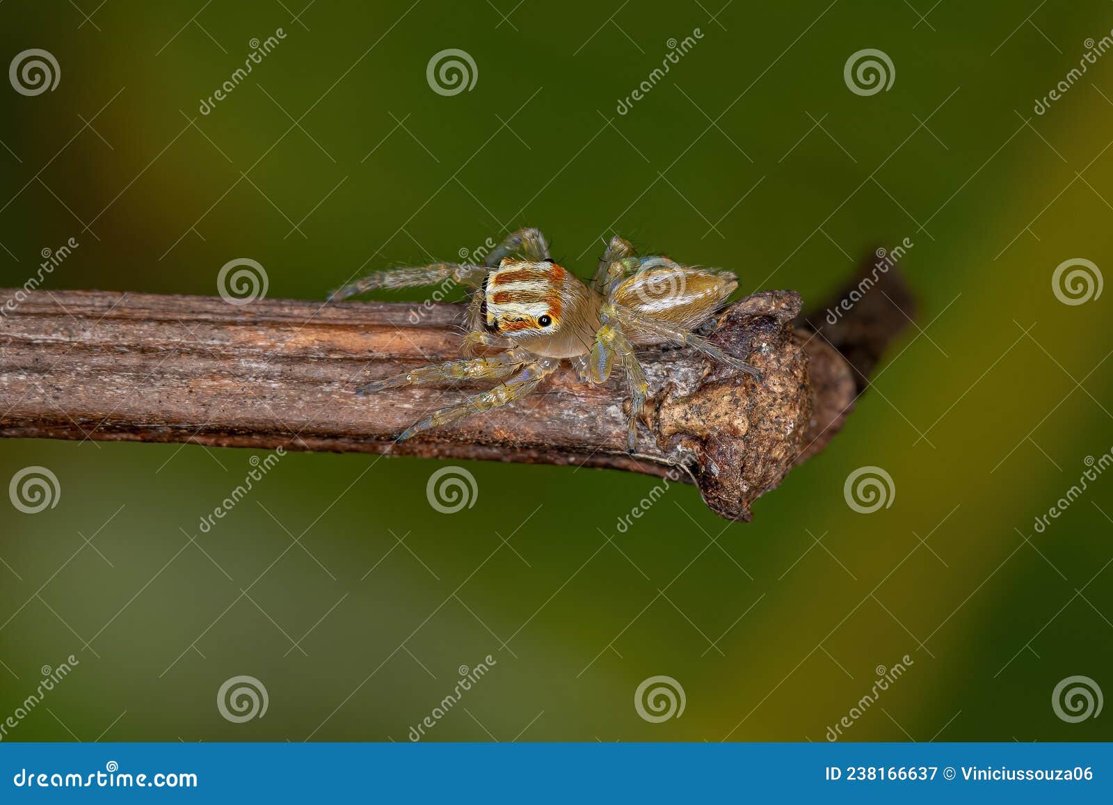 Small Jumping Spider stock image. Image of insect, spider - 238166637