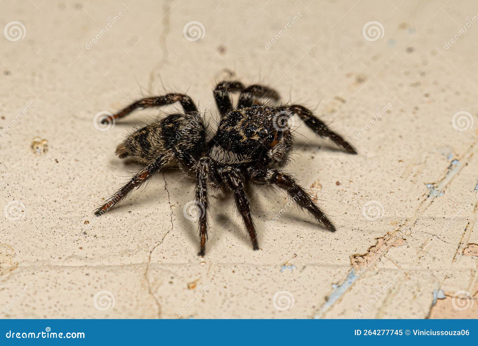 Small jumping spider stock image. Image of arachnid - 264277745