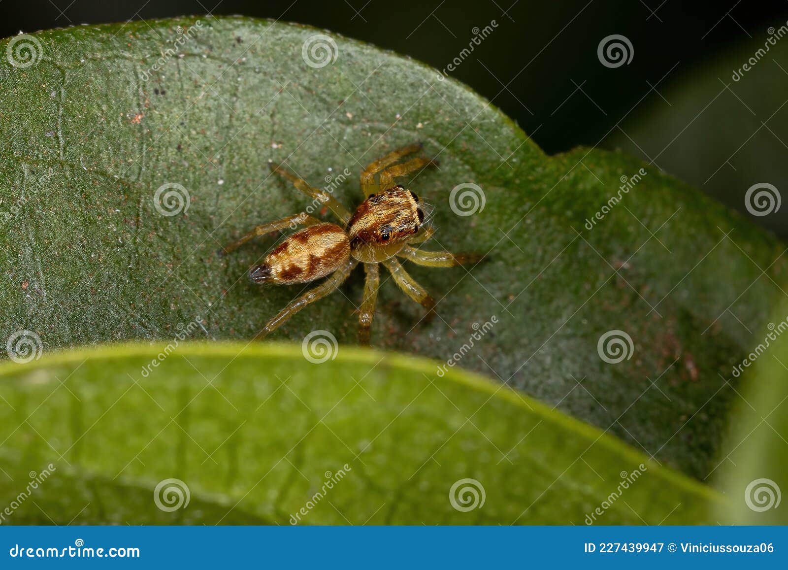 Small Jumping Spider stock image. Image of insect, entomology - 227439947