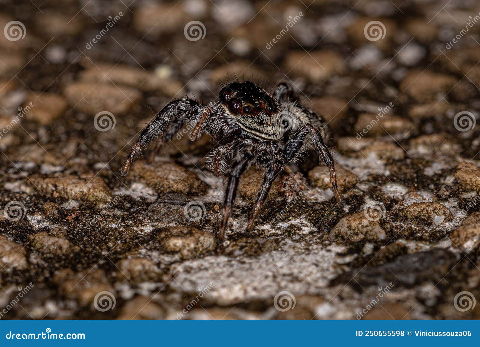Small Jumping Spider stock photo. Image of araneomorphae - 250655598