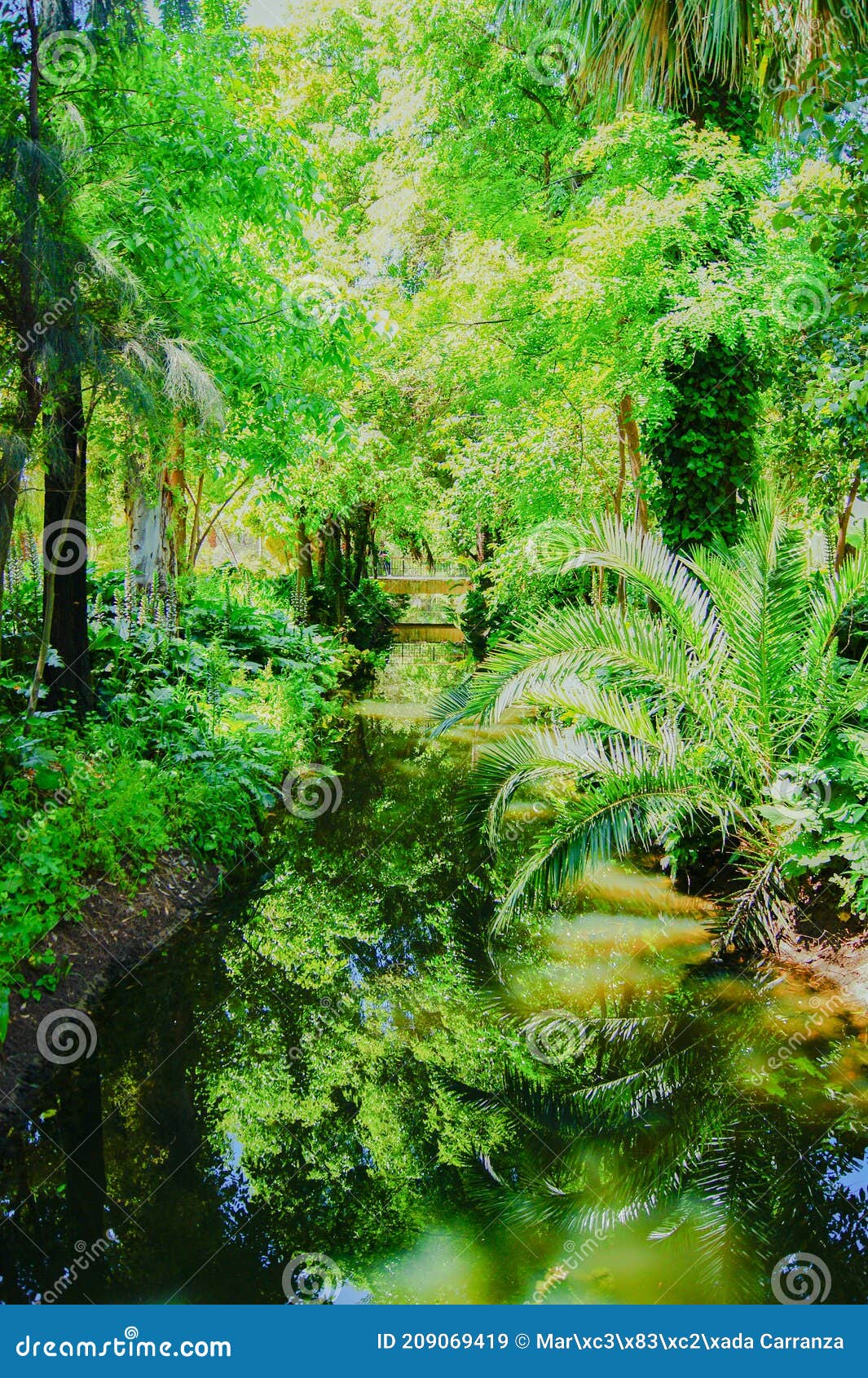 Small Jungle Rain Forest Grass Rice Fields Trees Earth Dirt Bike ...