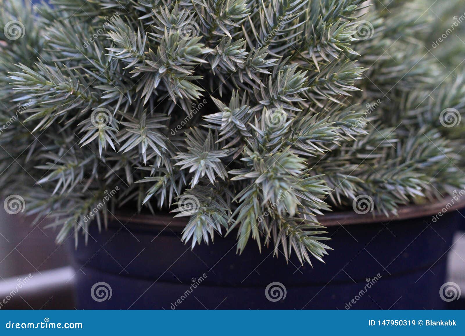 Small Juniper Bush in a Pot Close-up Stock Image - Image of herbal ...