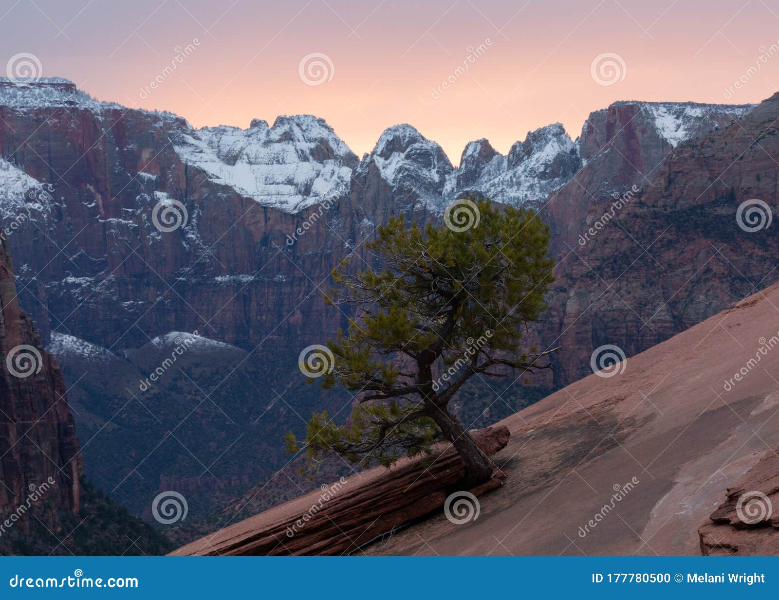 Small Juniper Tree Growing from Sloping Sandstone at Sunset Stock Photo ...