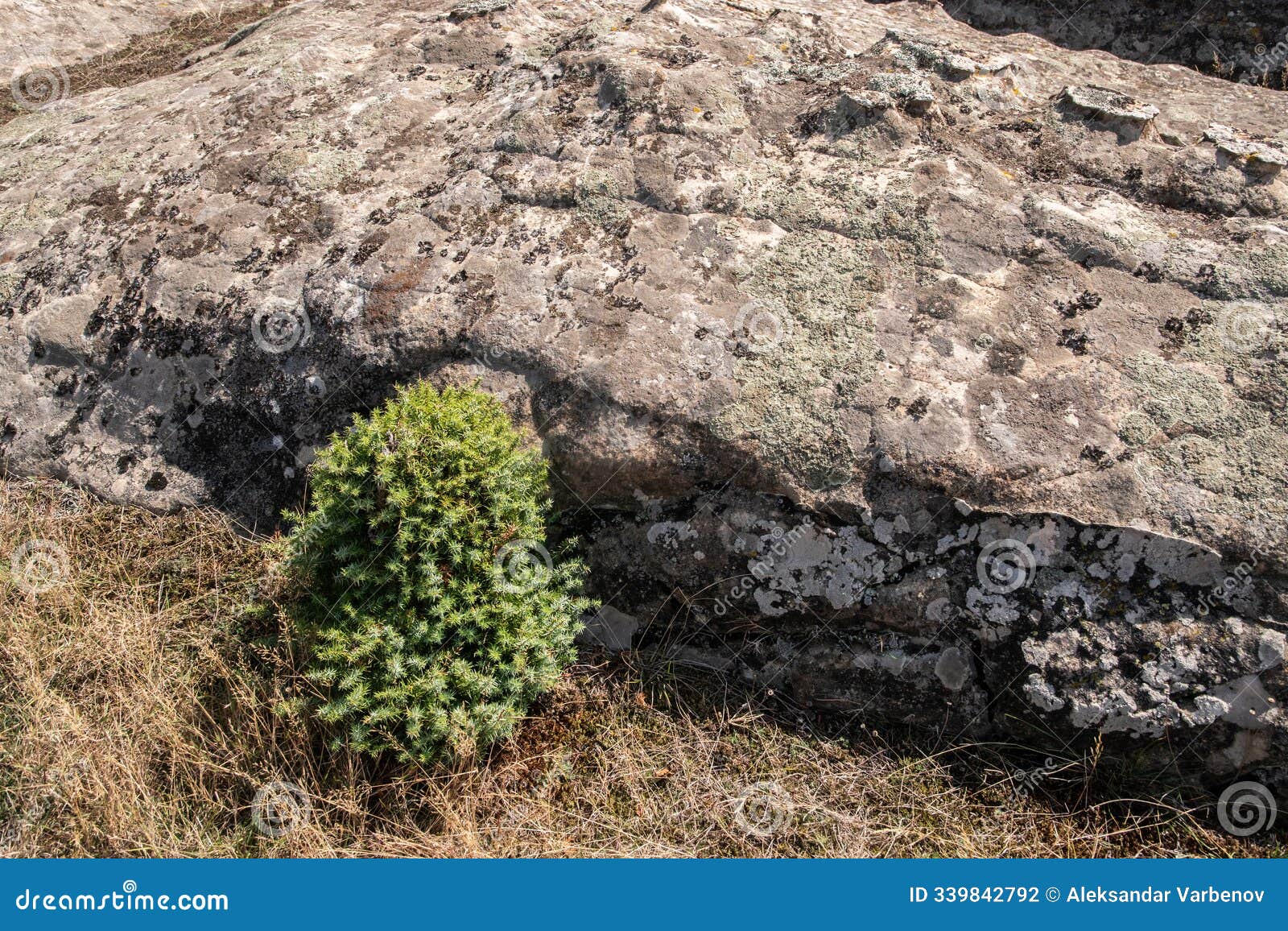 Small juniper tree stock photo. Image of juniper, environment - 339842792