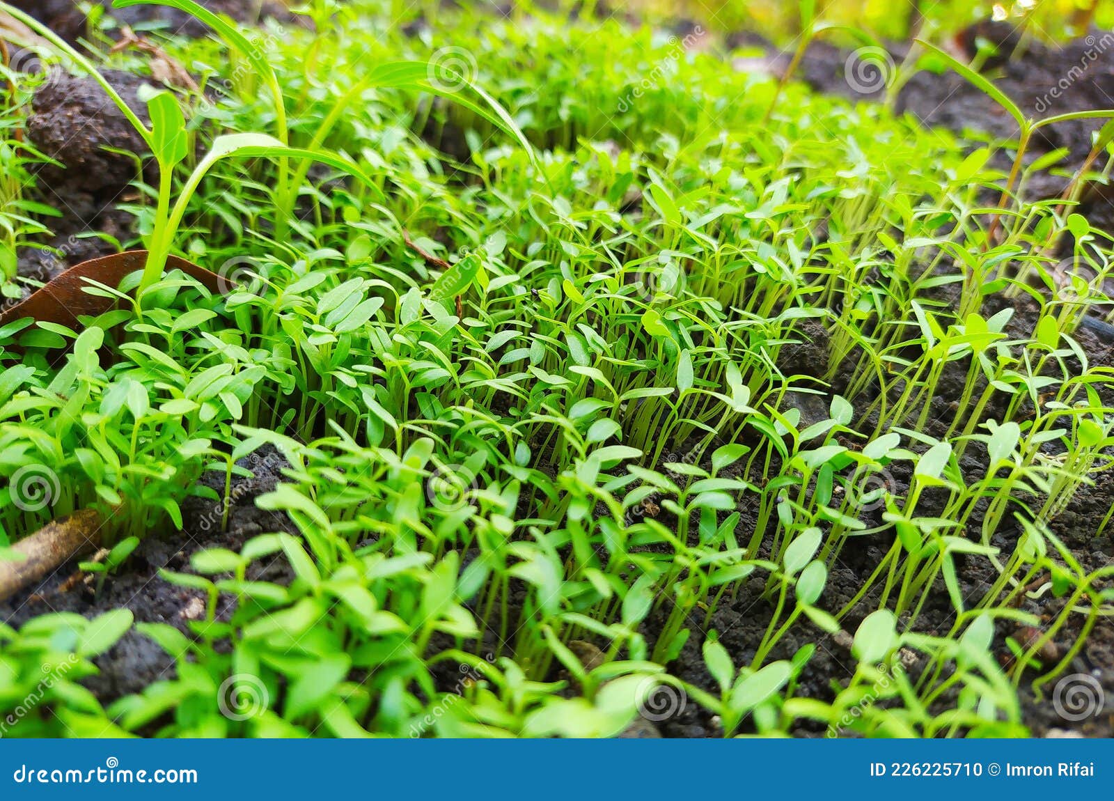 Small Kale Leaves for Your Eyes Stock Photo - Image of leaves, kale ...