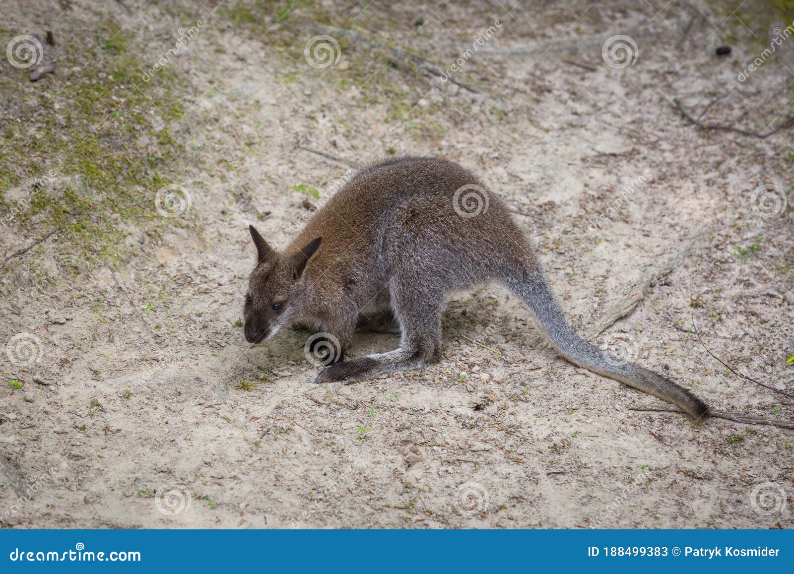 A Small Kangaroo Jumping on the Ground Stock Image - Image of long ...
