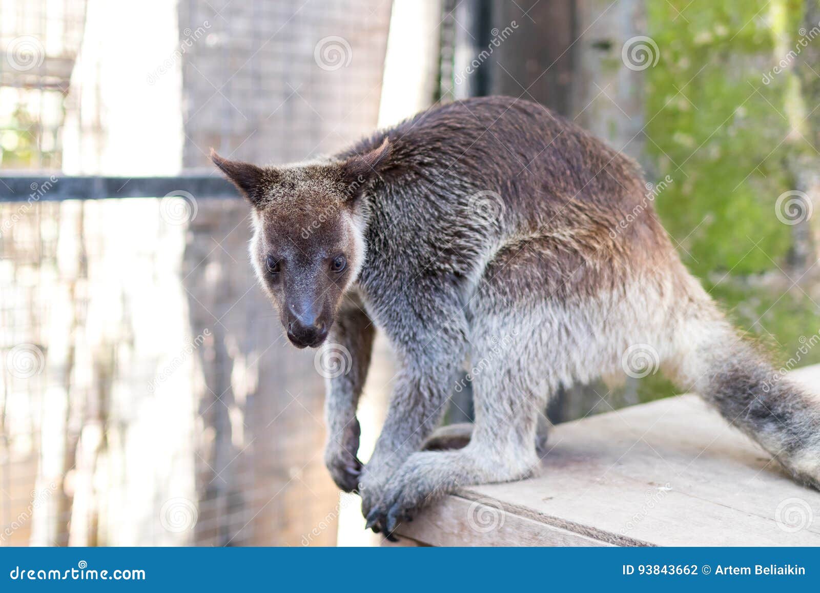 Small Kangaroo in the Park of Bali Island, Indonesia. Stock Photo ...