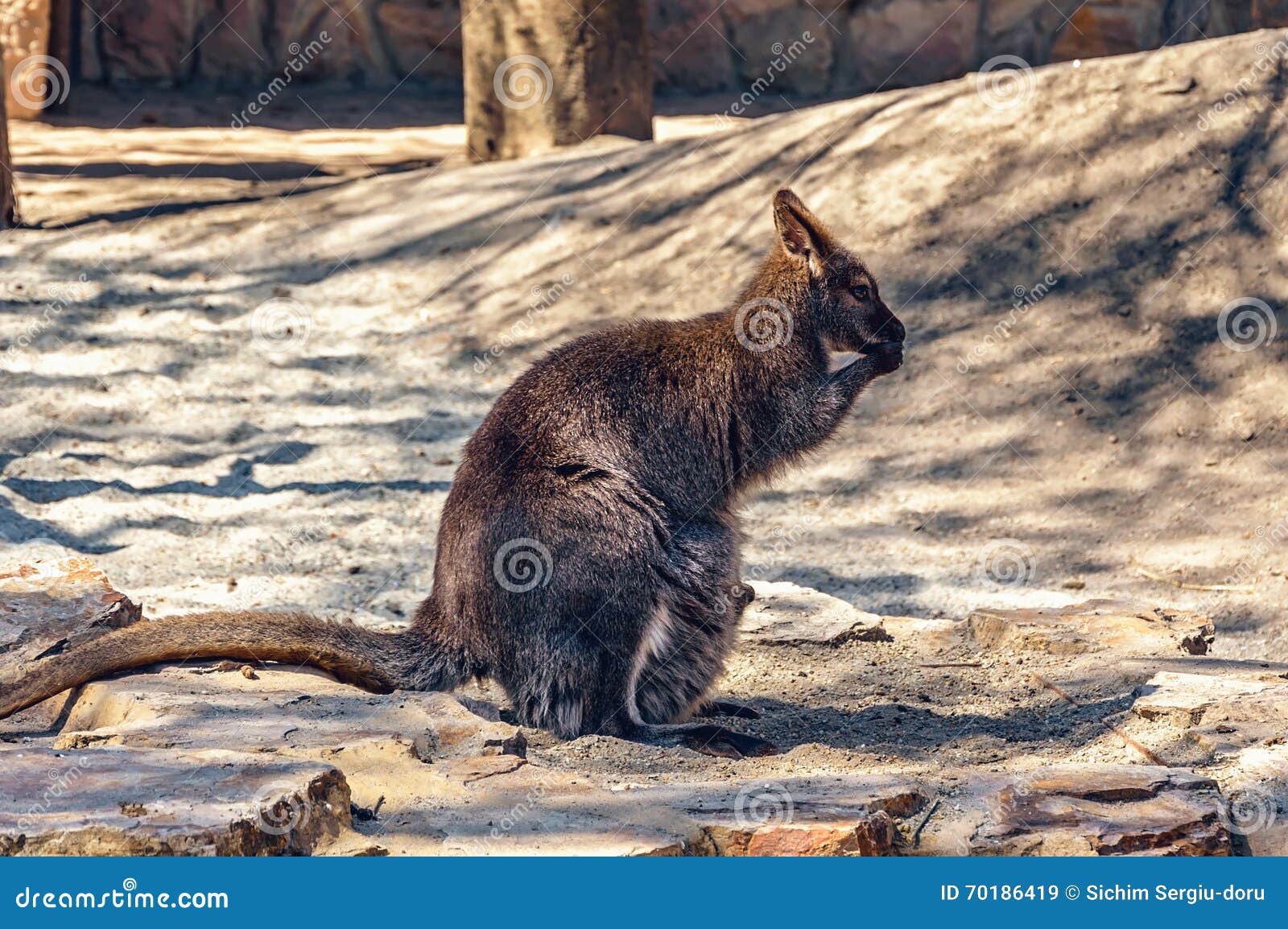 Small Kangaroo stock image. Image of nature, macro, fauna - 70186419