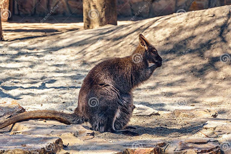Small Kangaroo stock image. Image of nature, macro, fauna - 70186419