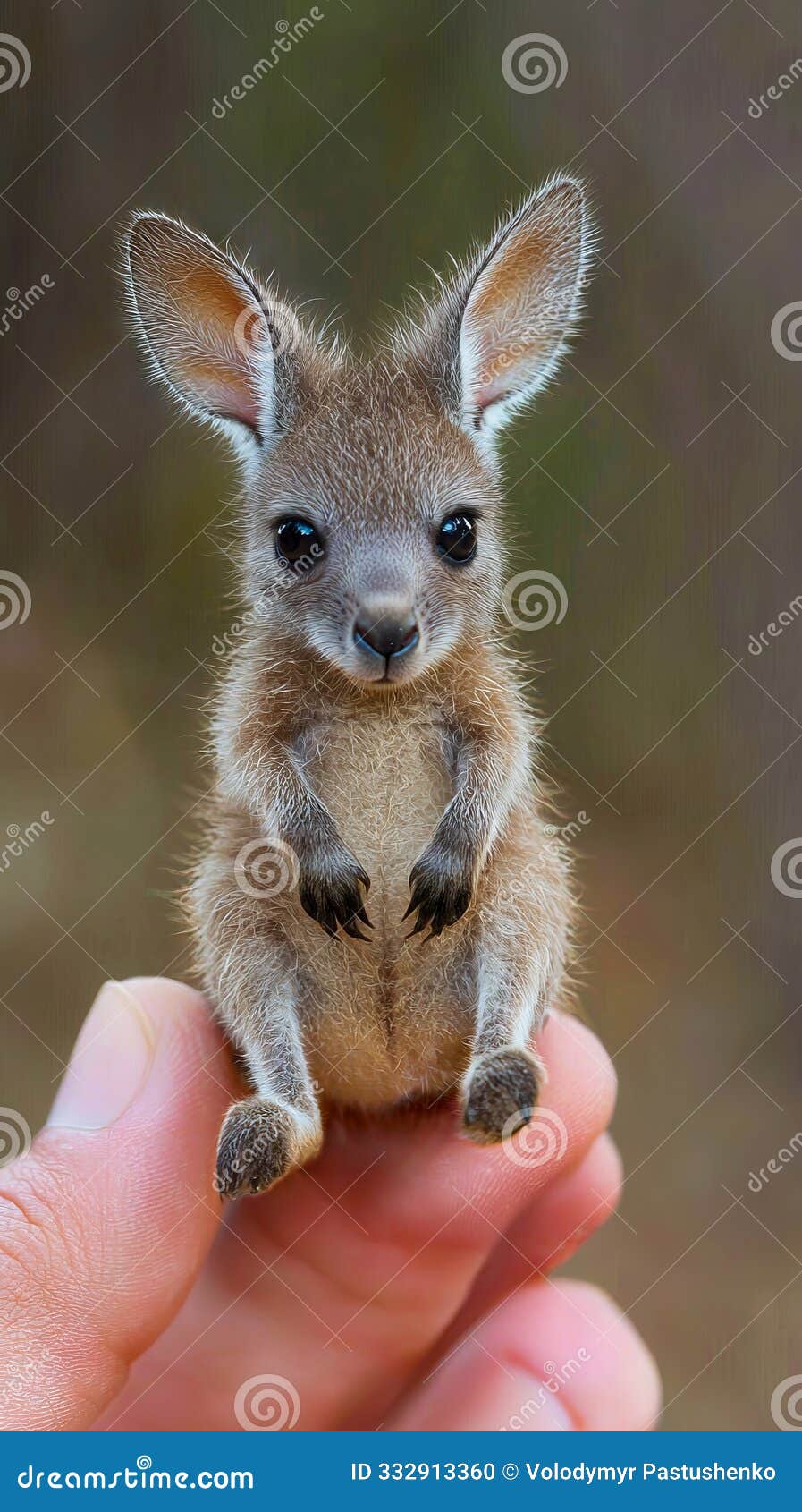 Two Kangaroos Facing Each Other Isolated On White Background. Stock ...