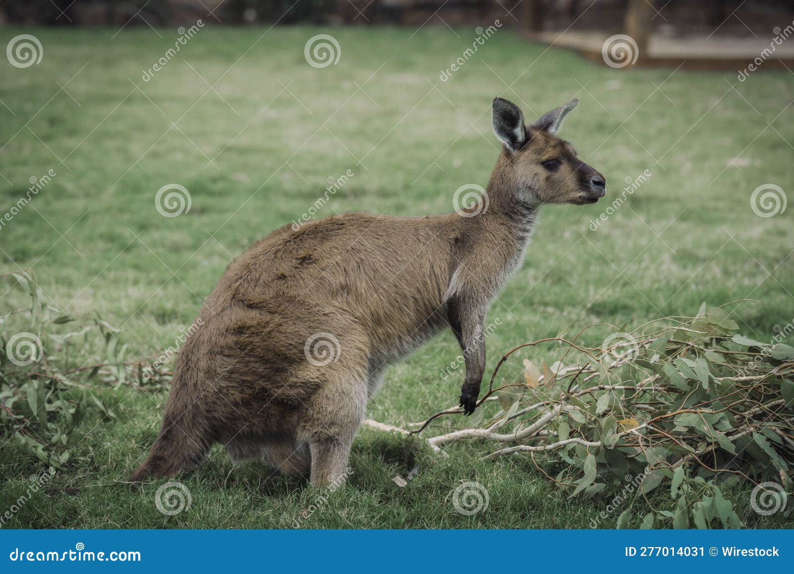 Small Kangaroo Stands in a Grassy Area Stock Image - Image of grassy ...