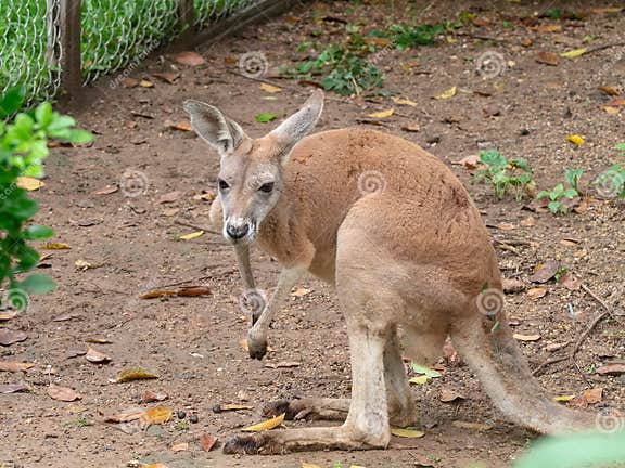 Small kangaroo stock image. Image of mammal, creature - 148526977