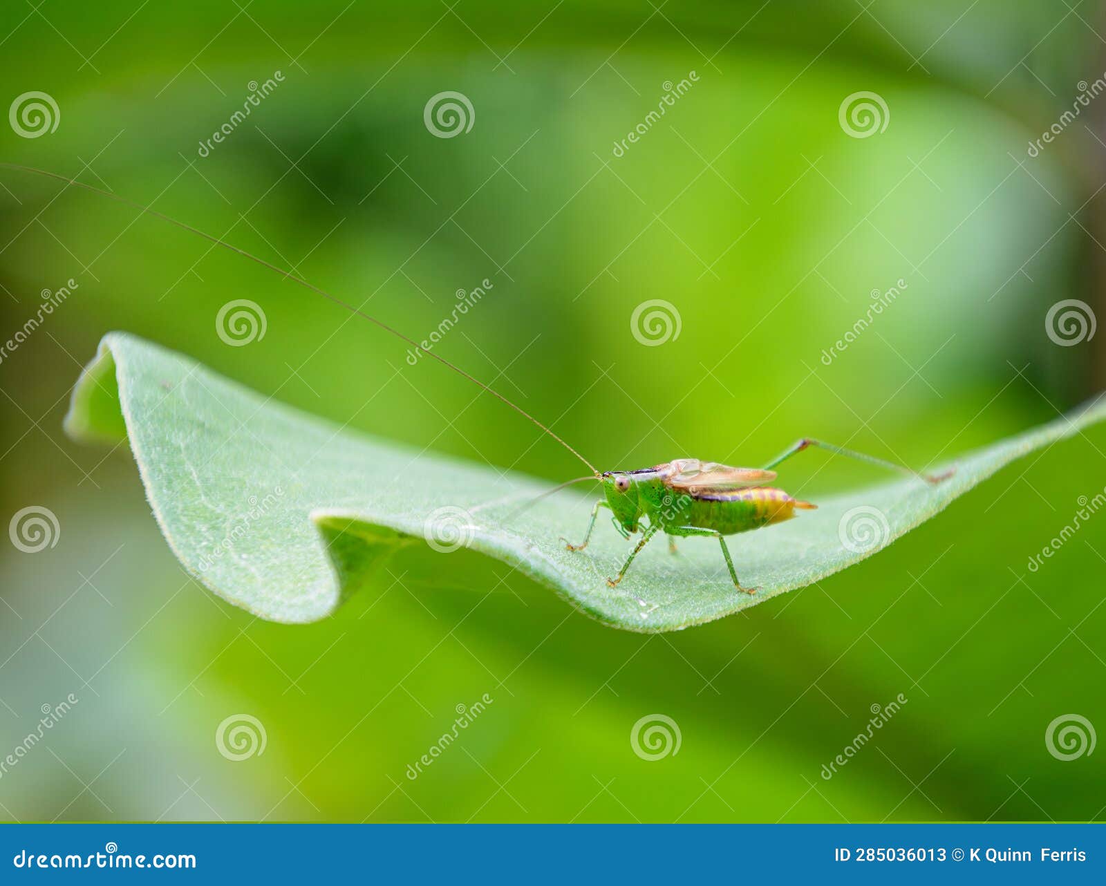 Small Katydid on a Leaf with Green Background Stock Image - Image of ...