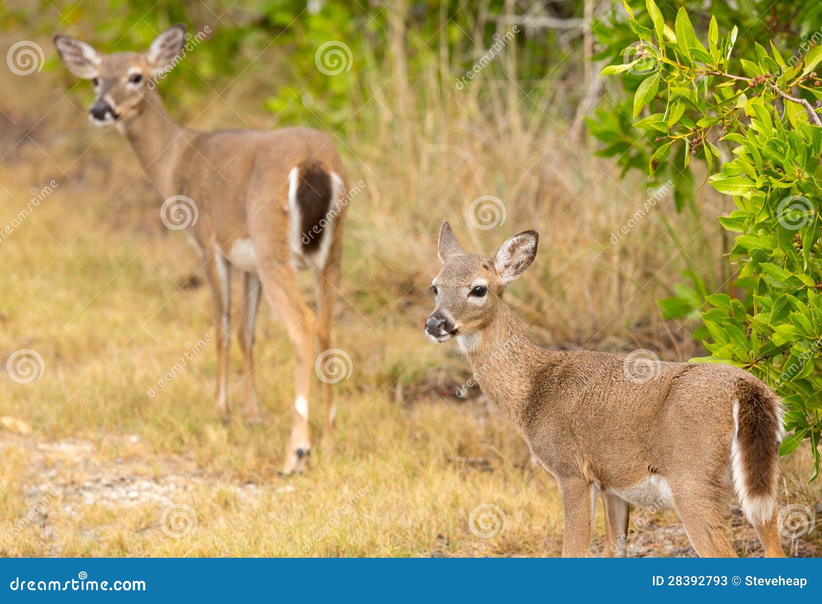 Small Key Deer in Woods Florida Keys Stock Image - Image of forest ...