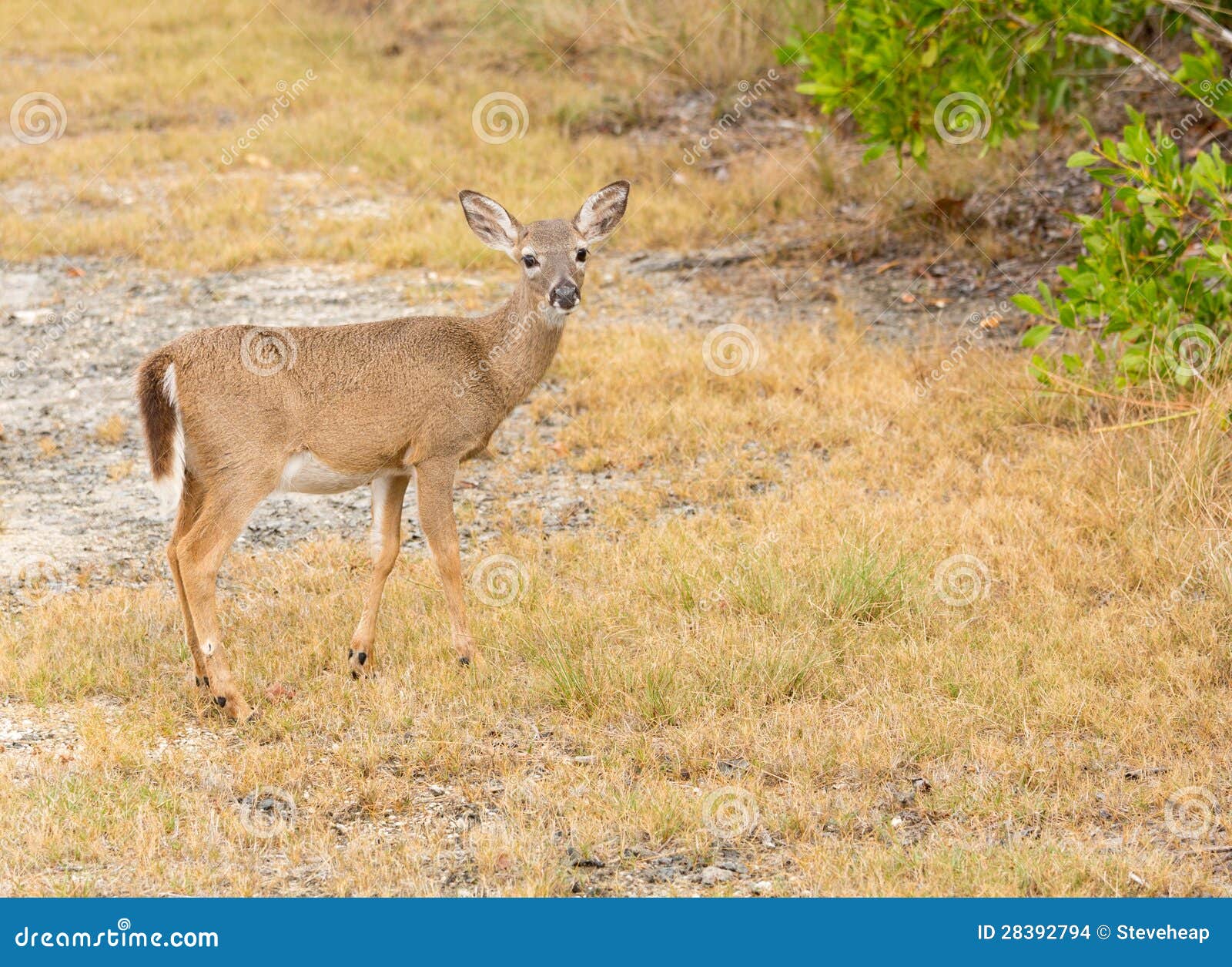 Small Key Deer in Woods Florida Keys Stock Photo - Image of rare, adult ...