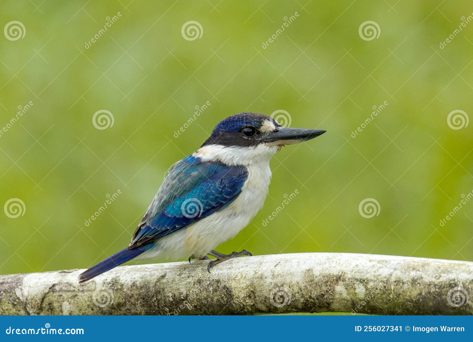 Forest Kingfisher in Queensland Australia Stock Image - Image of ... Forest Kingfisher in Queensland Australia Stock Image - Image of ...