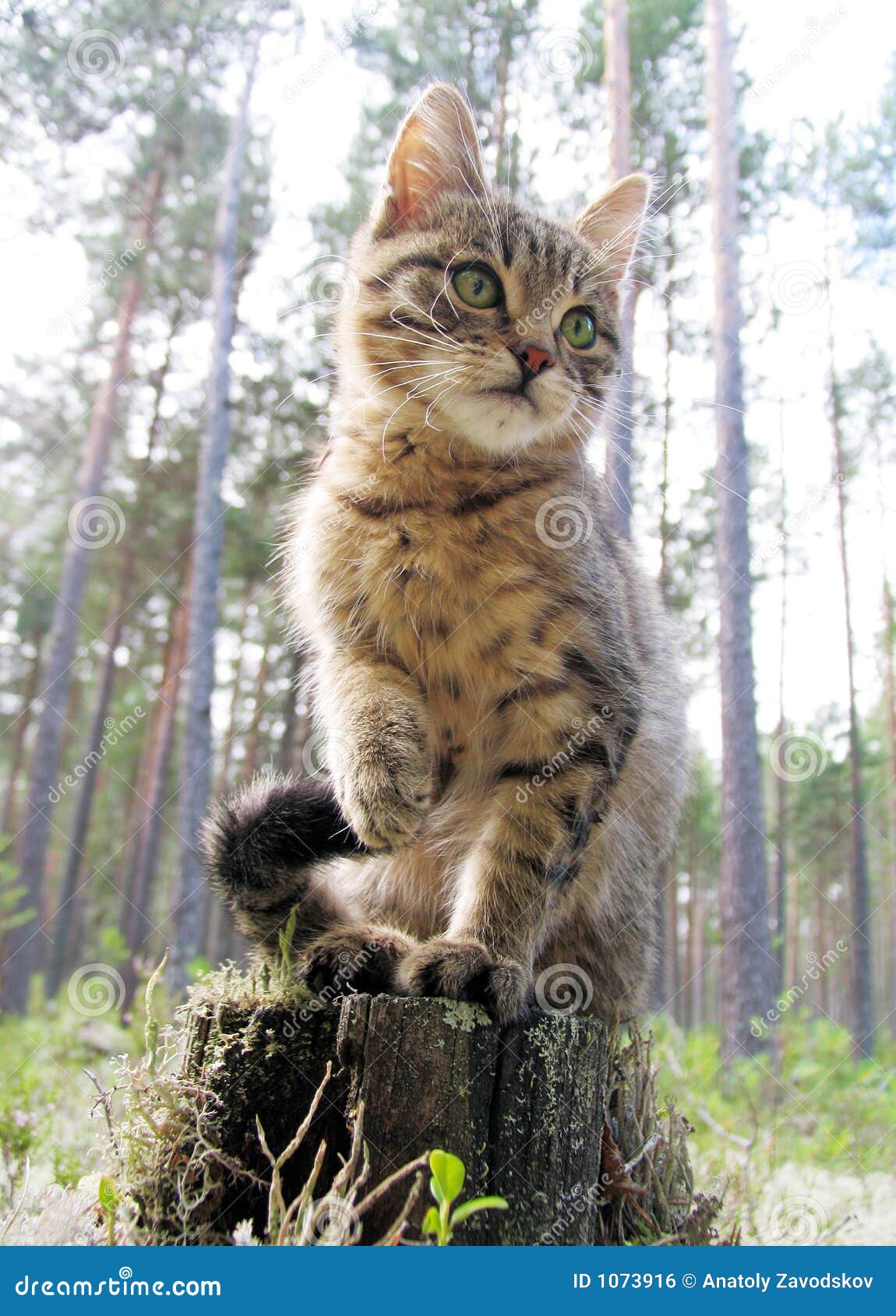 The small kitten stock photo. Image of paws, shallow, kitty - 1073916