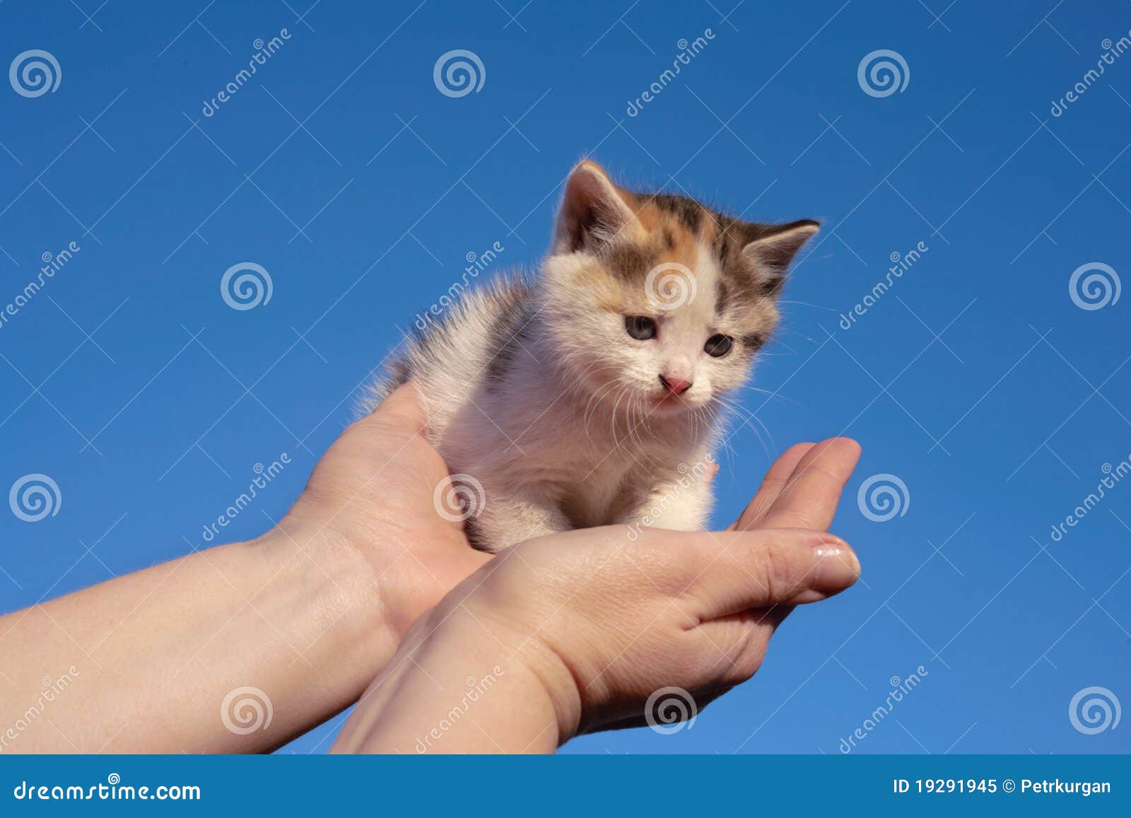 Small kitten stock image. Image of nature, finger, hand - 19291945