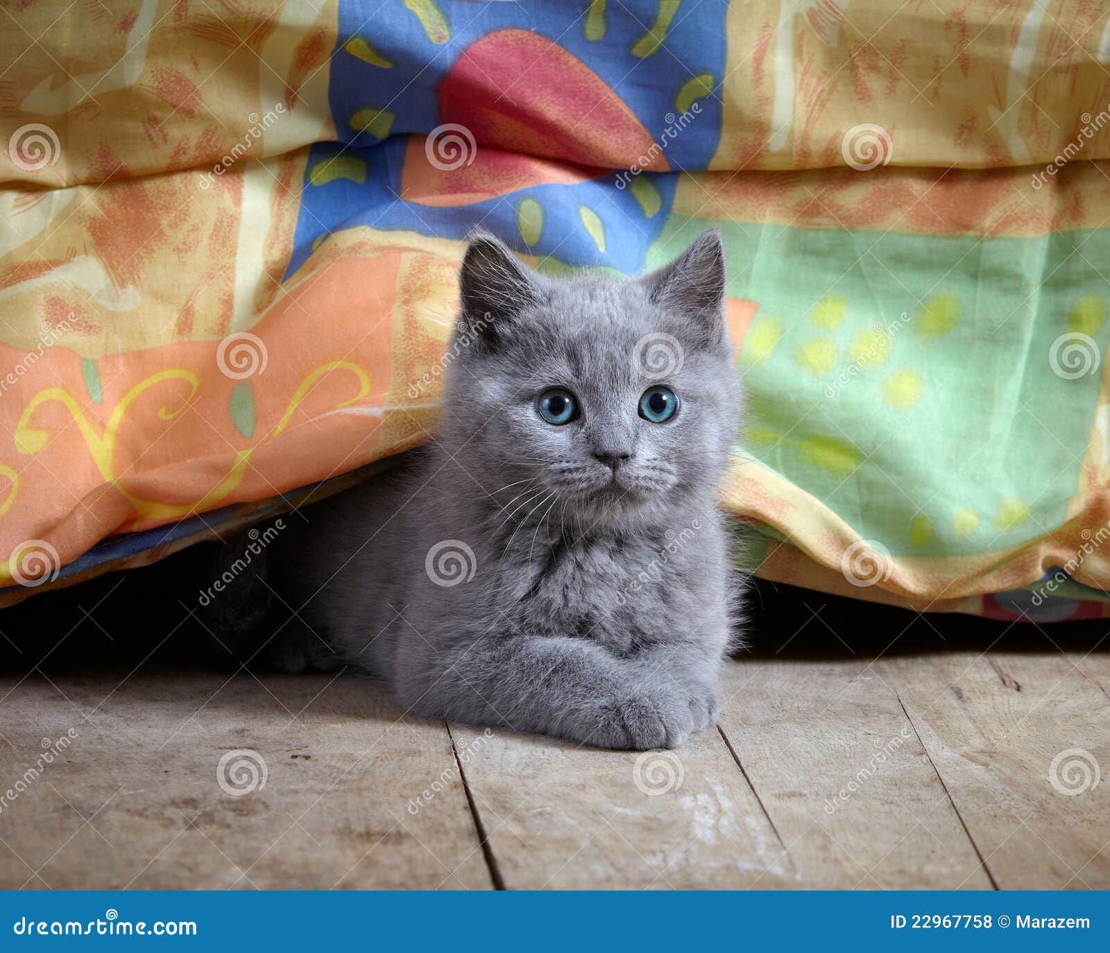 Small kitten stock photo. Image of kitty, animal, hair - 22967758