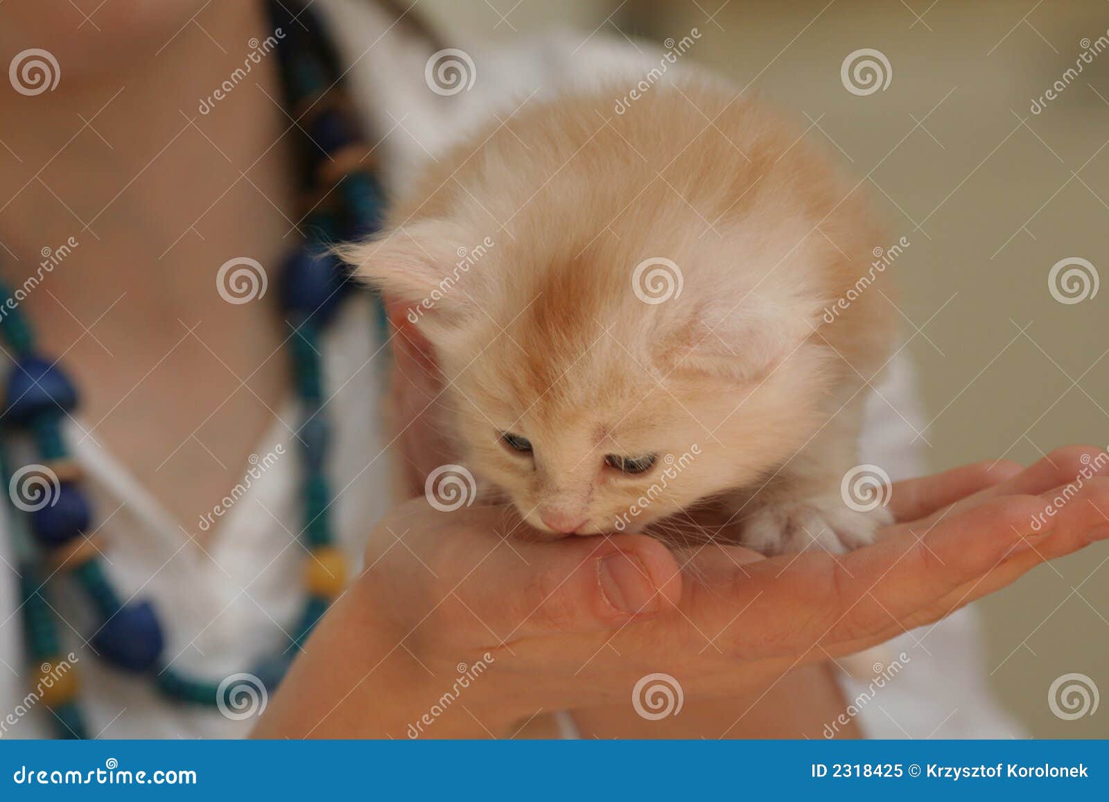 Small kitten stock image. Image of small, kitty, little - 2318425