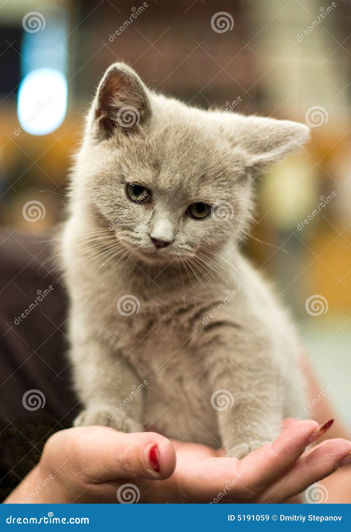 Small Kitten stock image. Image of beautiful, tomcat, natrual - 5191059