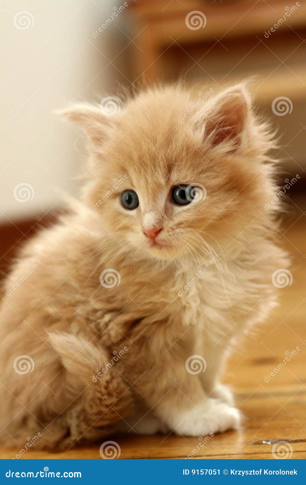 Small kitten stock image. Image of animals, play, looking - 9157051