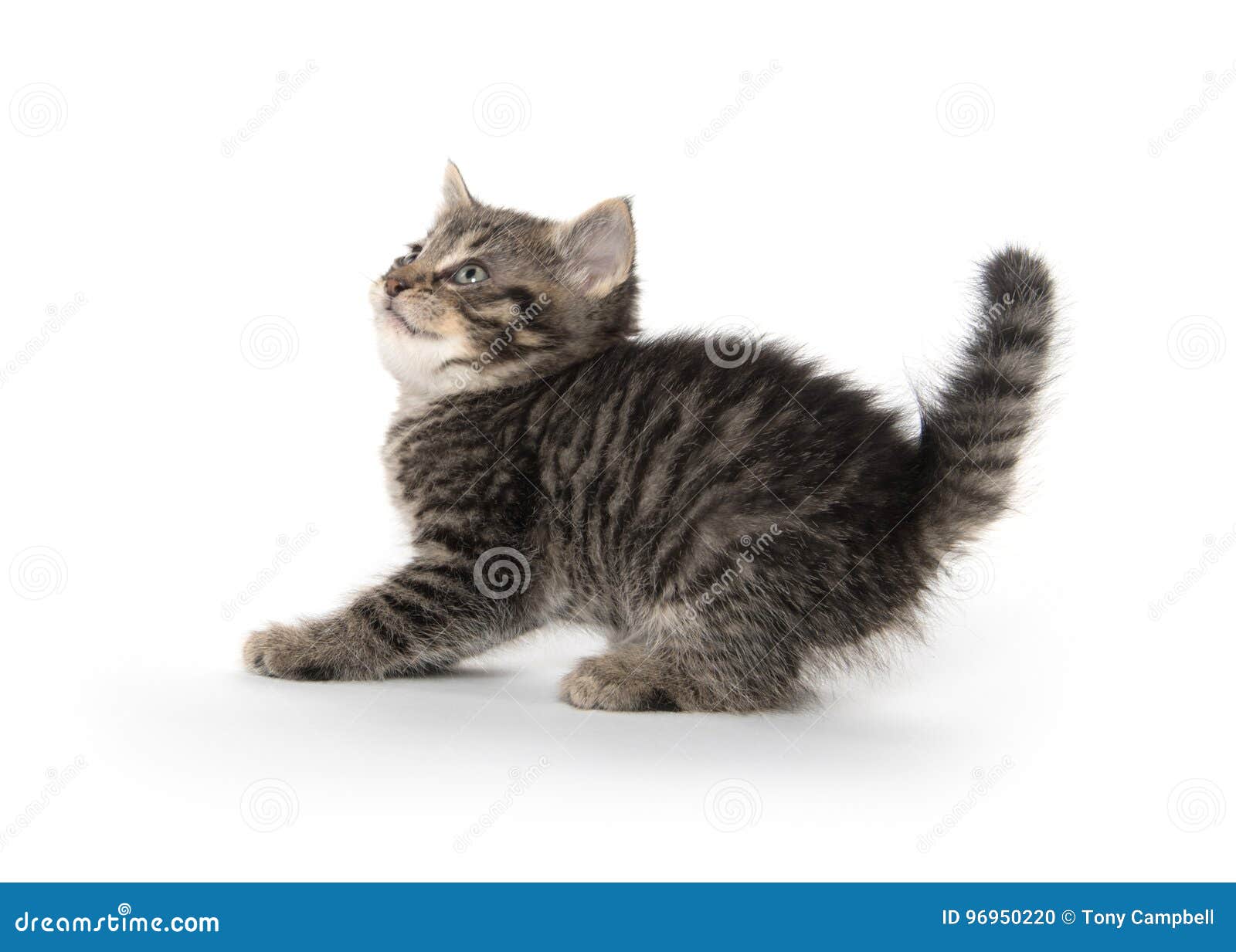 Scared Kitten with Arched Back Stock Photo - Image of feline, scared ...