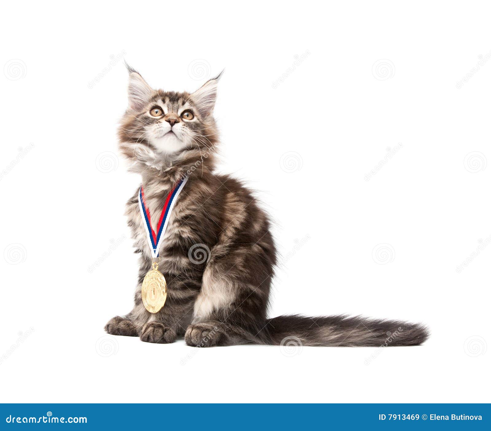 Small Kitten with Gold Medal Stock Image - Image of number, shiny: 7913469