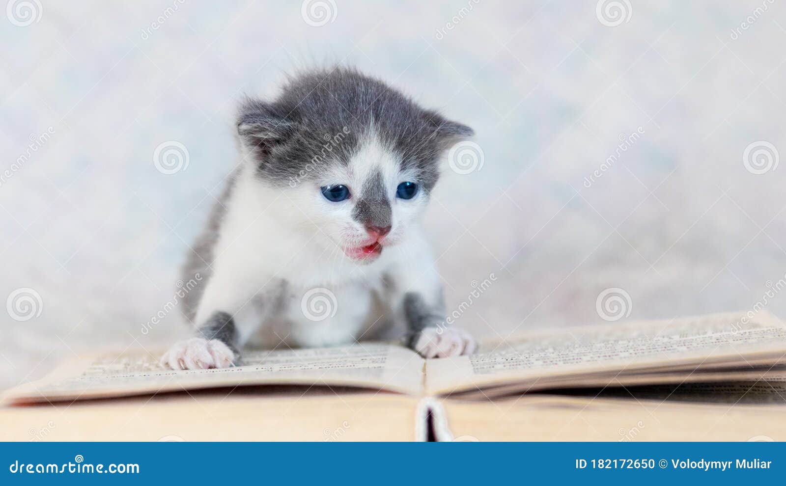 Small Kitten Near the Opened Book. Reading Books Stock Photo - Image of ...