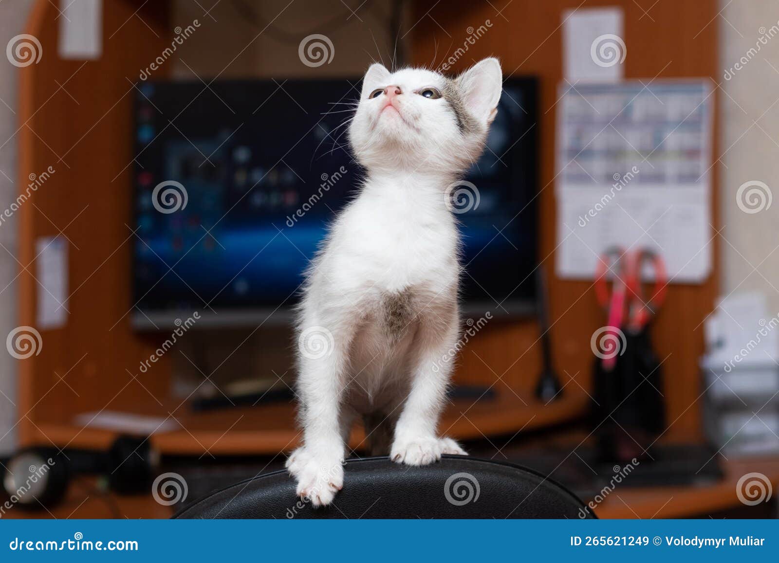 A Small Kitten in the Office on a Chair Near the Computer Looks Up ...