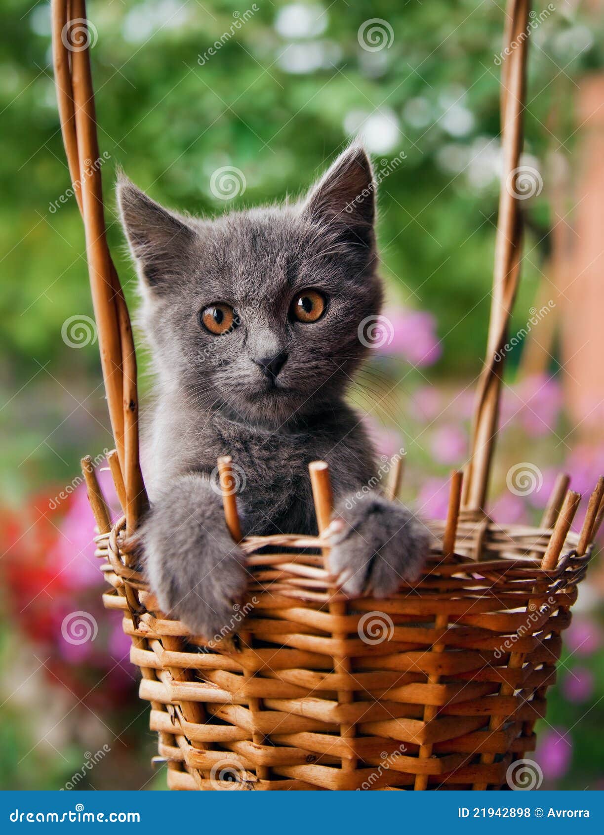 Small Kitten Sitting in a Basket Stock Photo - Image of beautiful ...