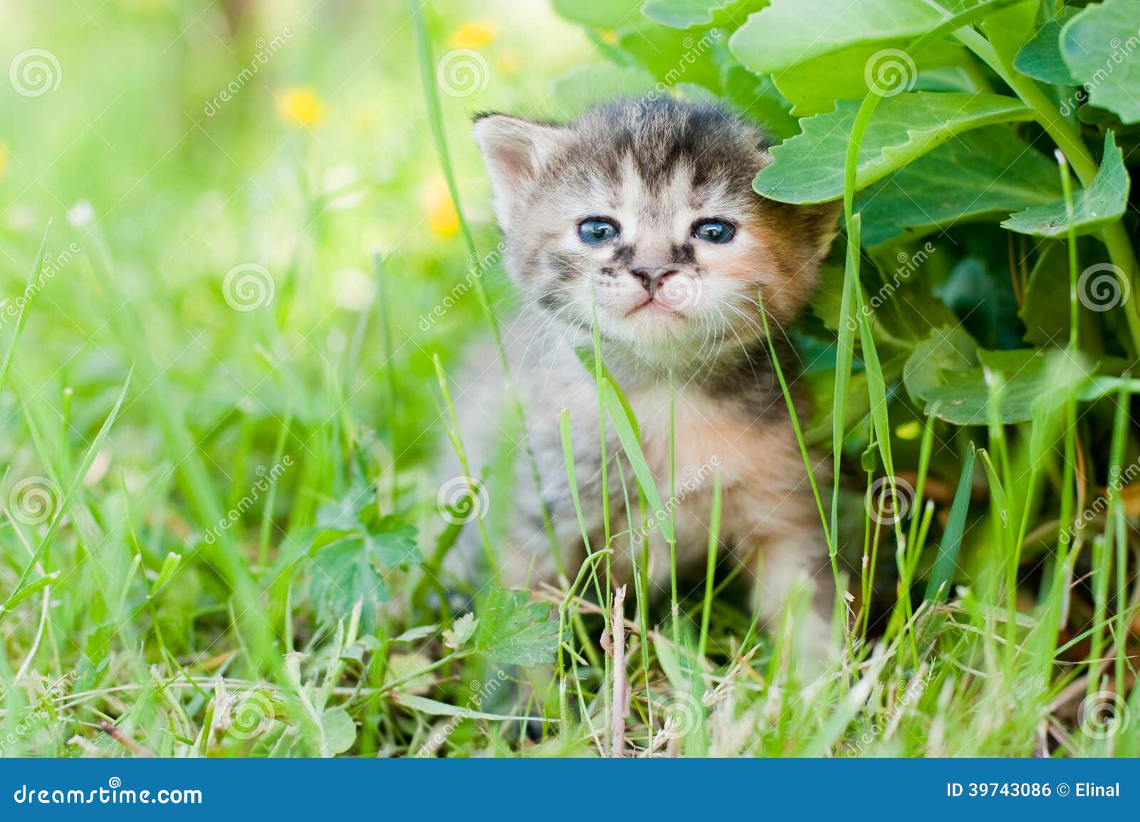 Small Kitten Sitting in the Grass Stock Photo - Image of feline ...