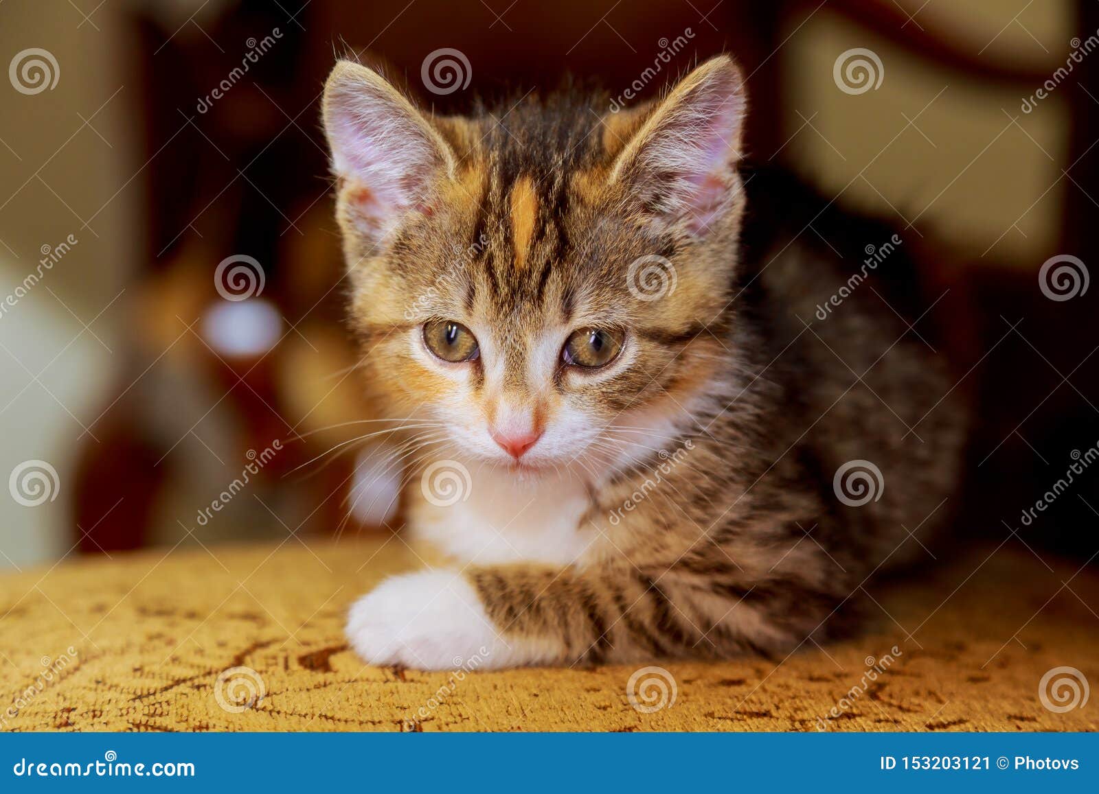 A Small Kitten Sitting on Wooden Chair Stock Image - Image of eyes ...