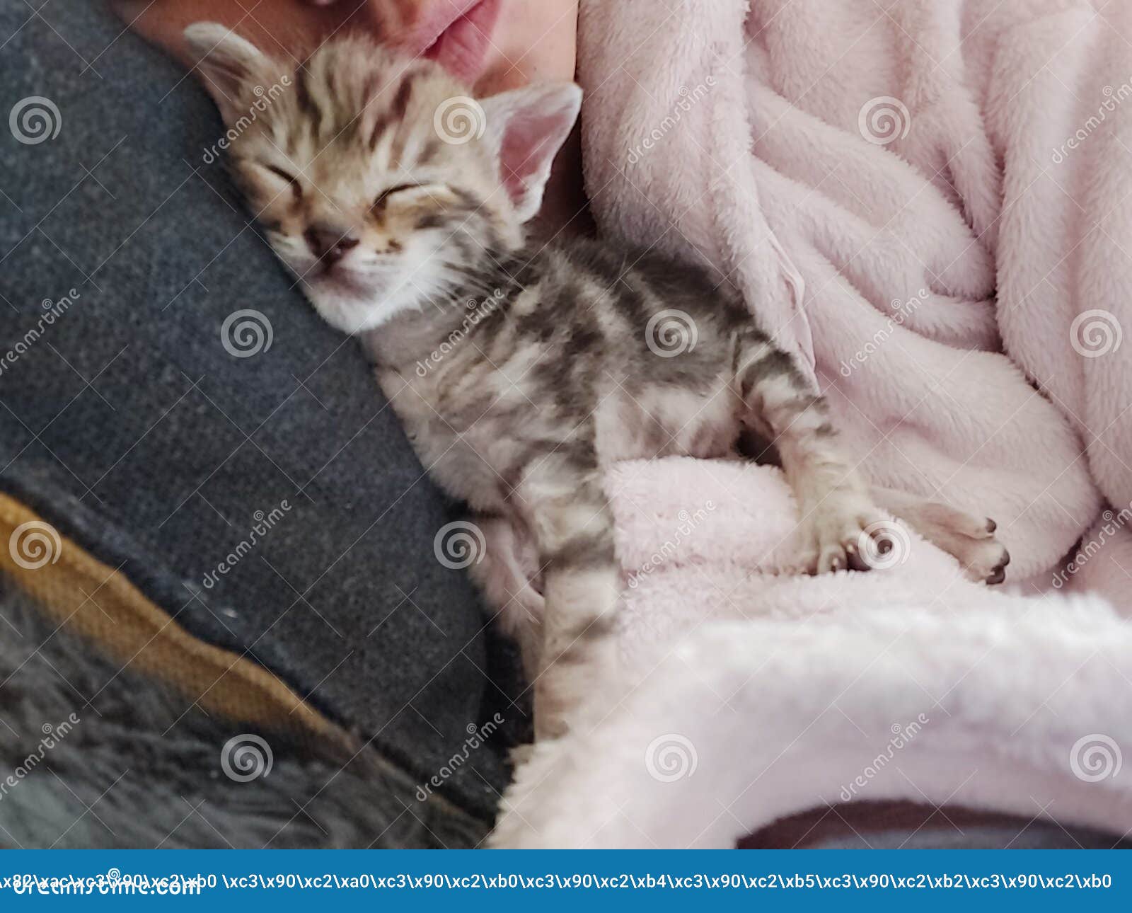 Sleeping Kitten stock image. Image of sleepy, animal - 164859141