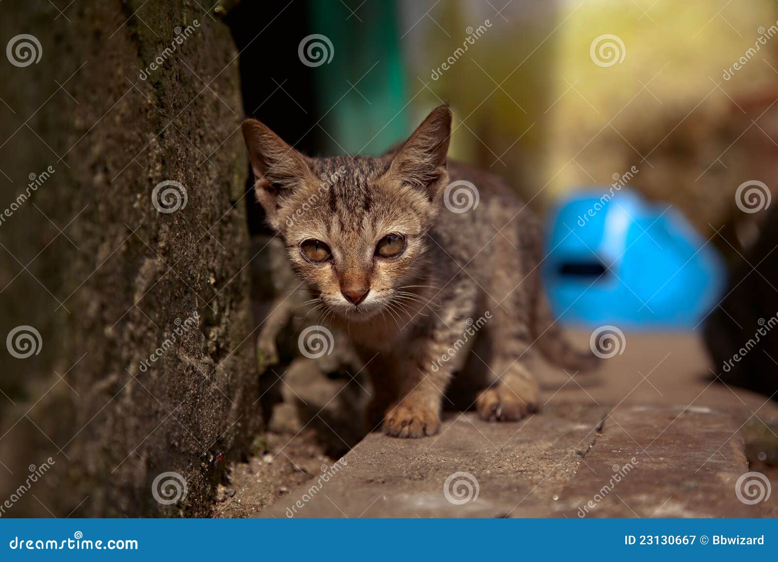 A Small Kitten on the Street Stock Image - Image of baby, cute: 23130667