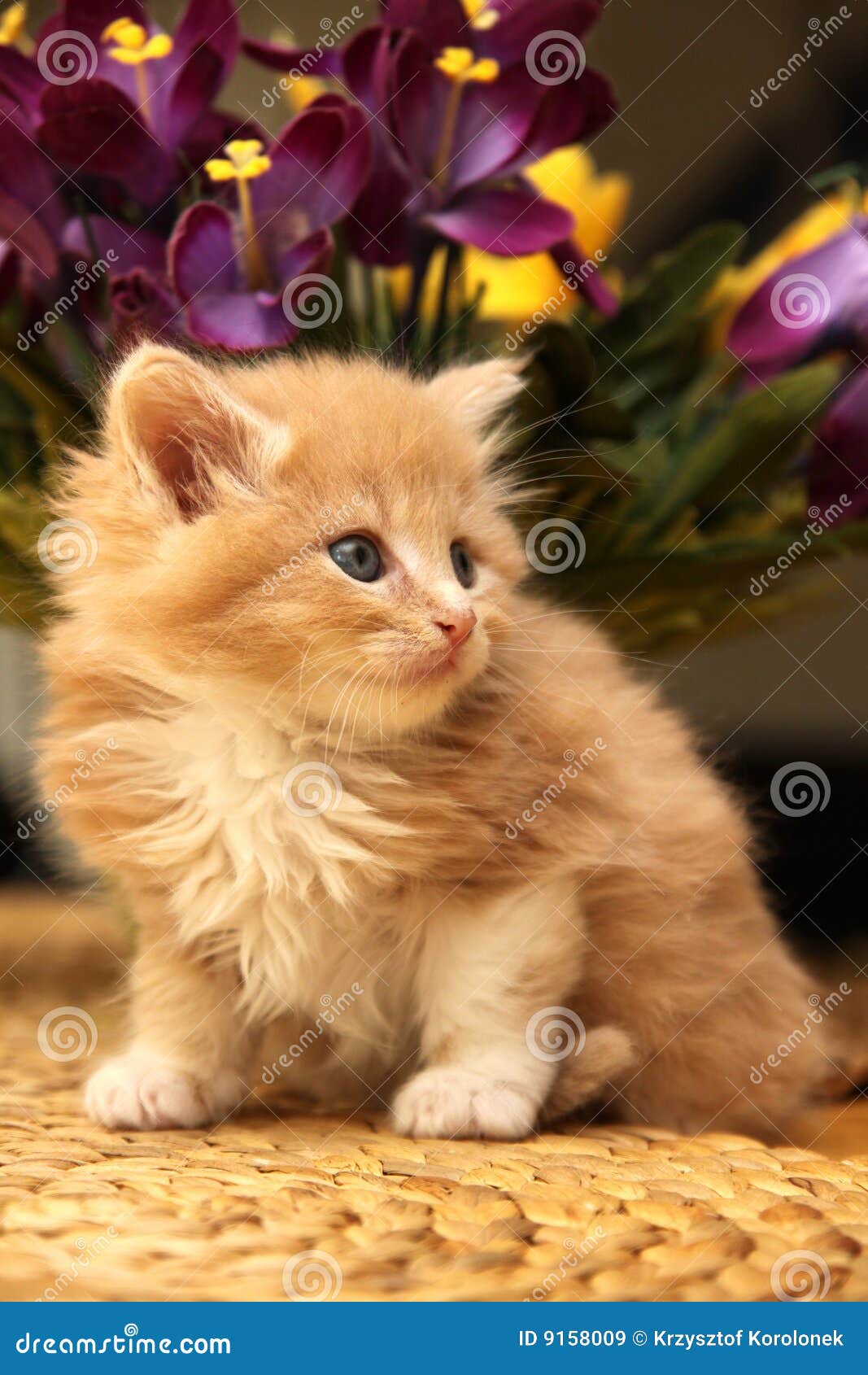 Small Kitten with Violet Flowers Stock Image - Image of mammals, floor ...