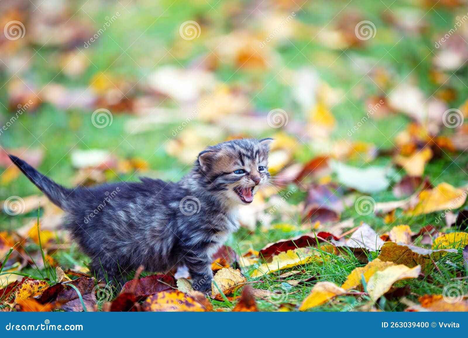 A Small Kitten Walks on Fallen Leaves Stock Photo - Image of carpet ...