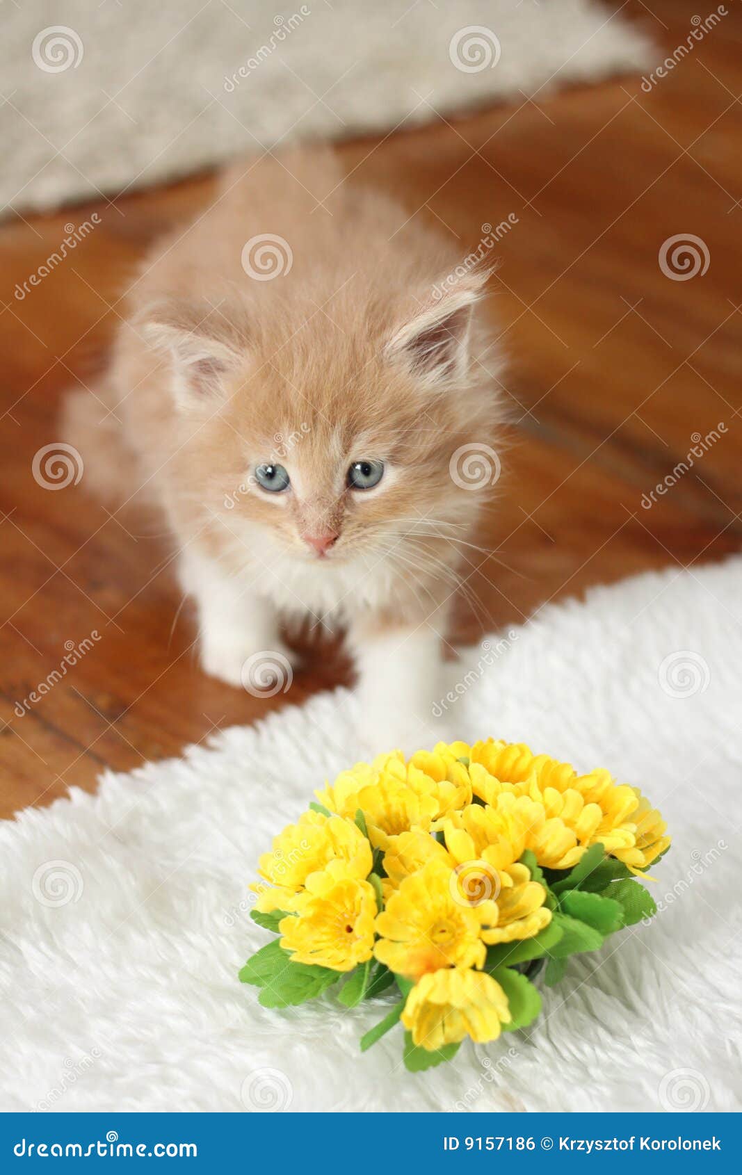 Small Kitten with Yellow Flowers Stock Photo - Image of nice, maine ...