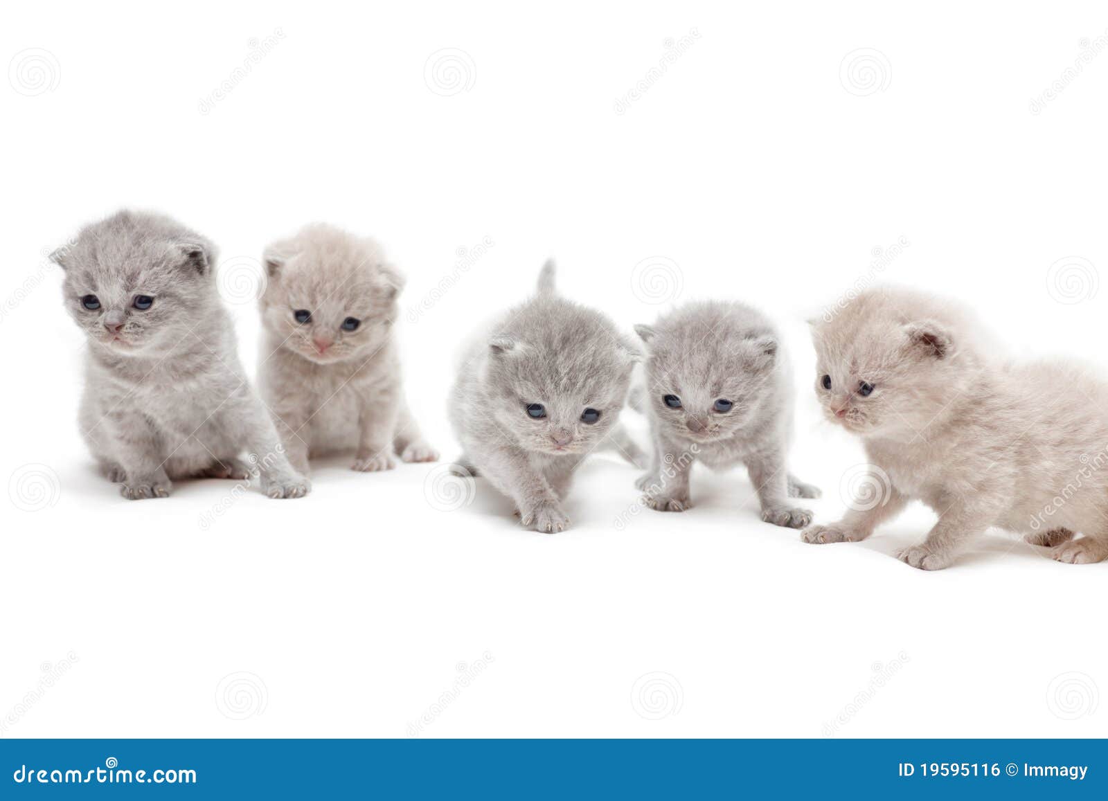 Small kittens stock photo. Image of hair, group, grouping - 19595116