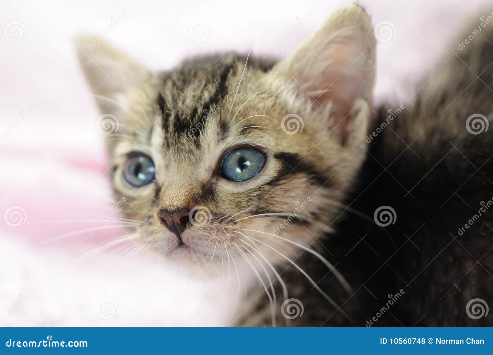 Small kitty stock photo. Image of baby, shorthair, kitty - 10560748