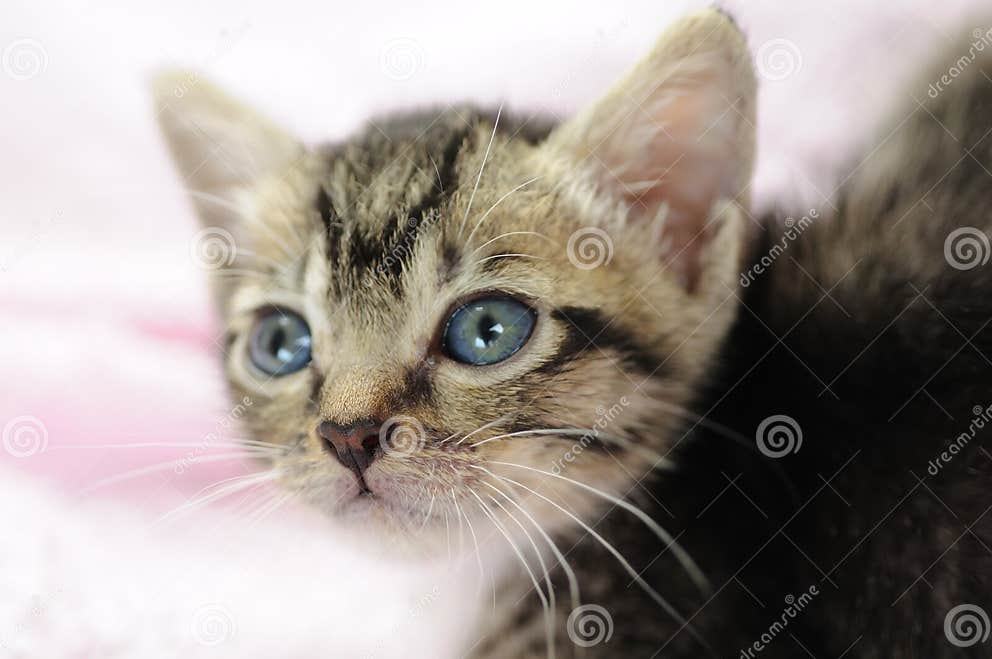 Small kitty stock photo. Image of baby, shorthair, kitty - 10560748